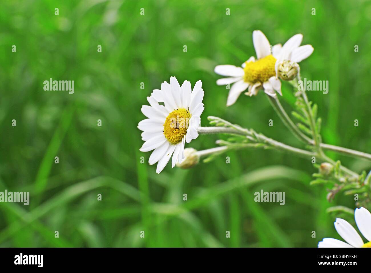 Small daisies in green field outdoors Stock Photo - Alamy