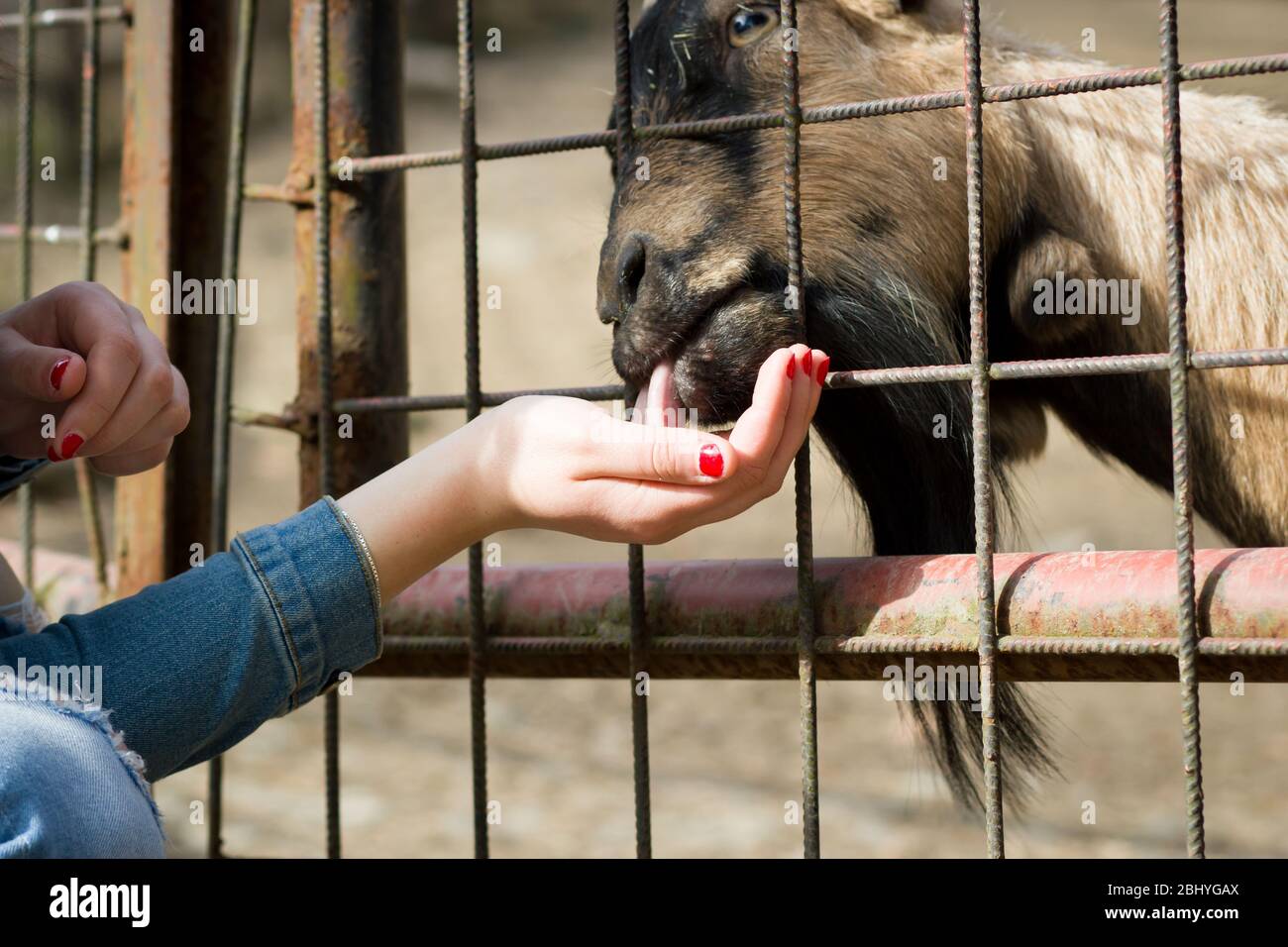 cameroon, pygmy dwarf brown and black goat feeding granules of fresh ...