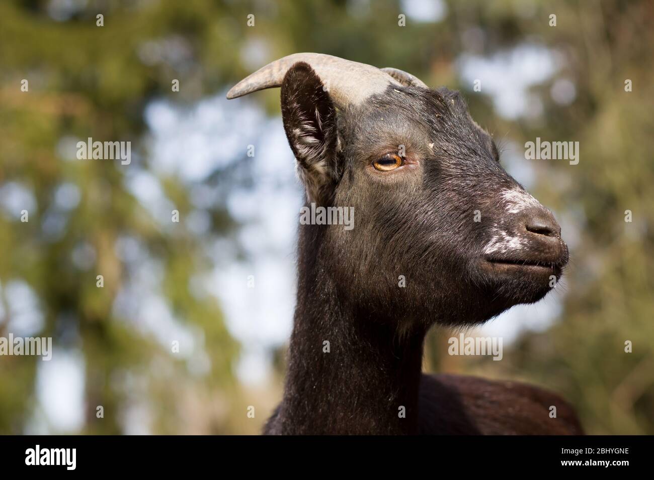 Camerun hi-res stock photography and images - Alamy