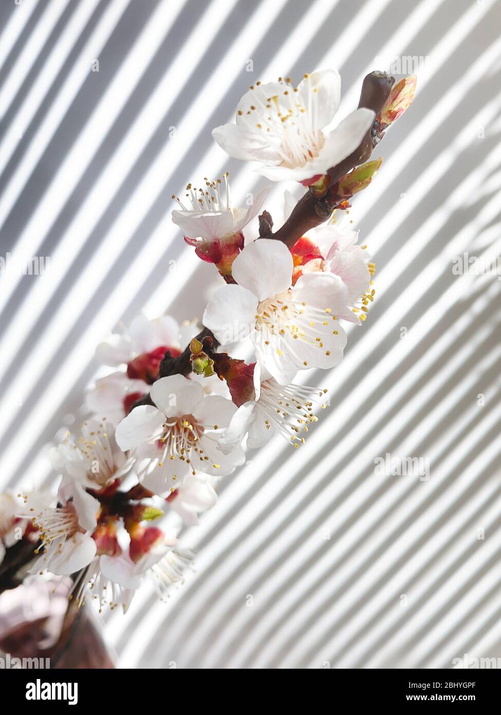 Spring Blossoms and stripes of shadows on wall Stock Photo - Alamy