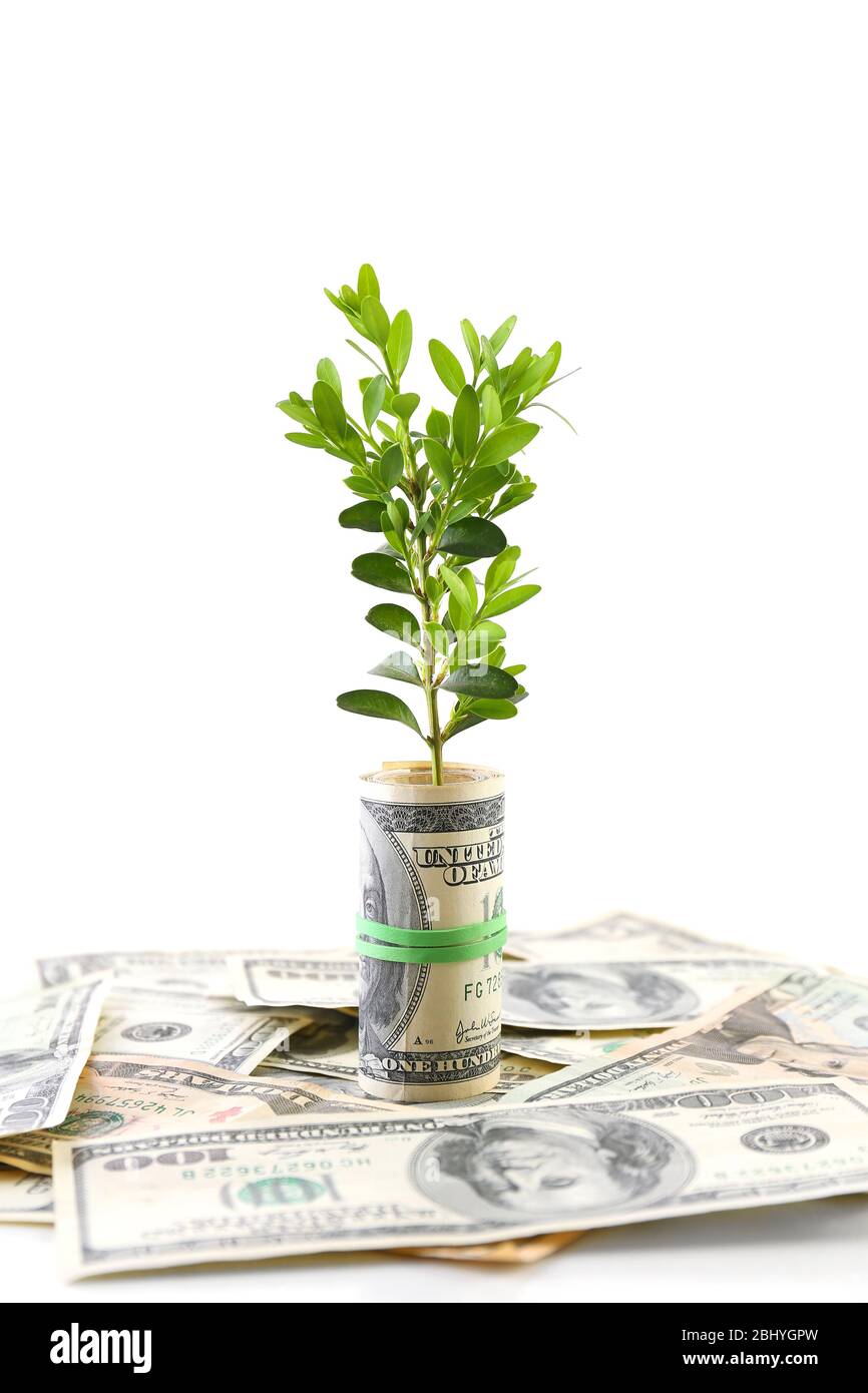Money with growing sprout isolated on white Stock Photo - Alamy