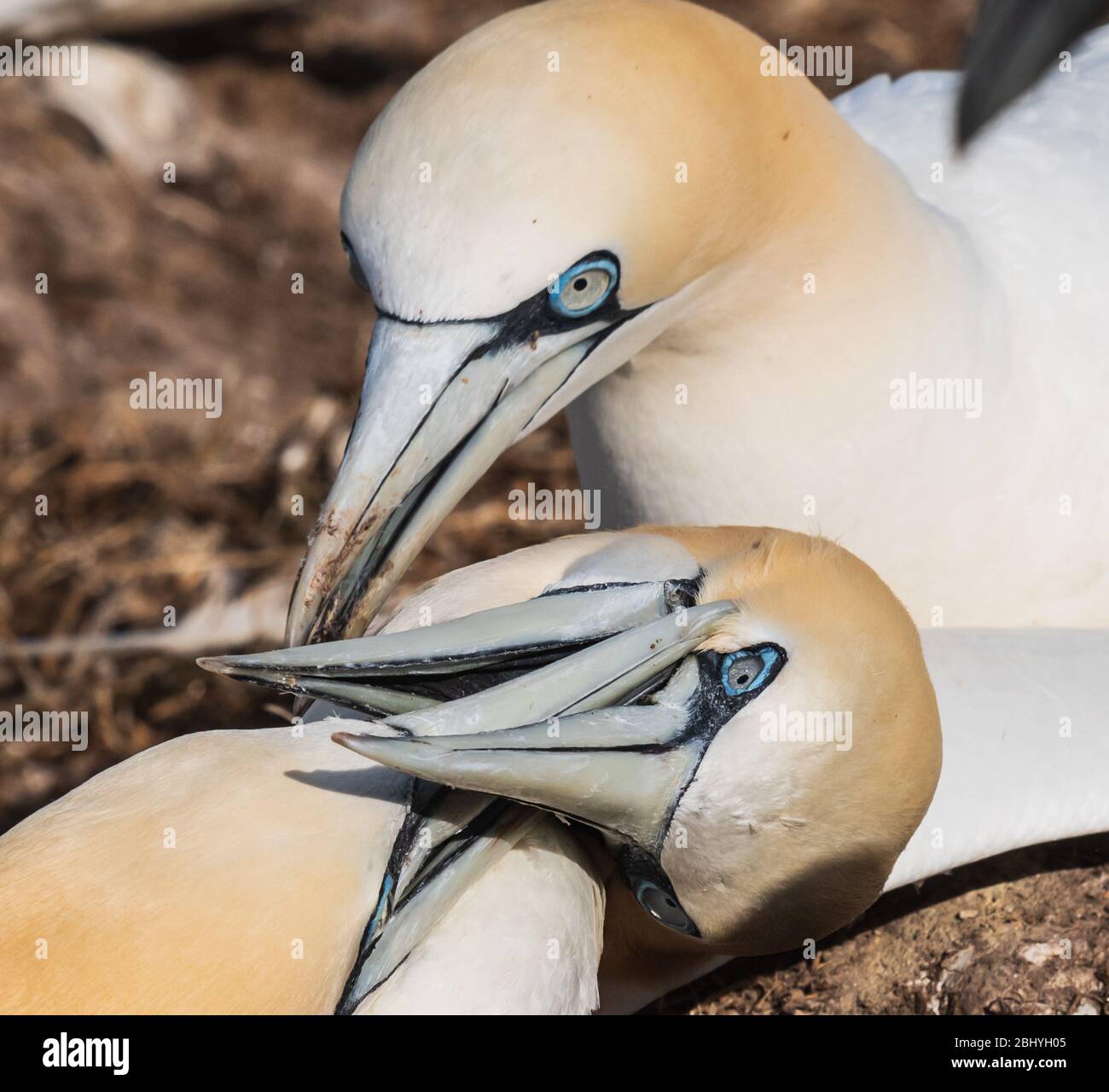 Agressivity hi-res stock photography and images - Alamy