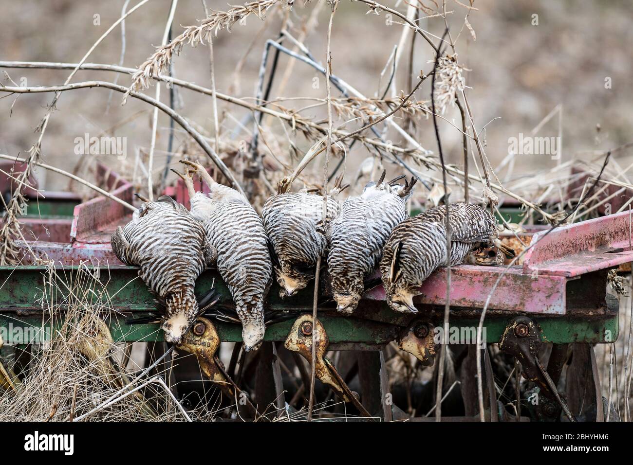 A successful day of Prairie Chicken hunting in Kansas Stock Photo - Alamy