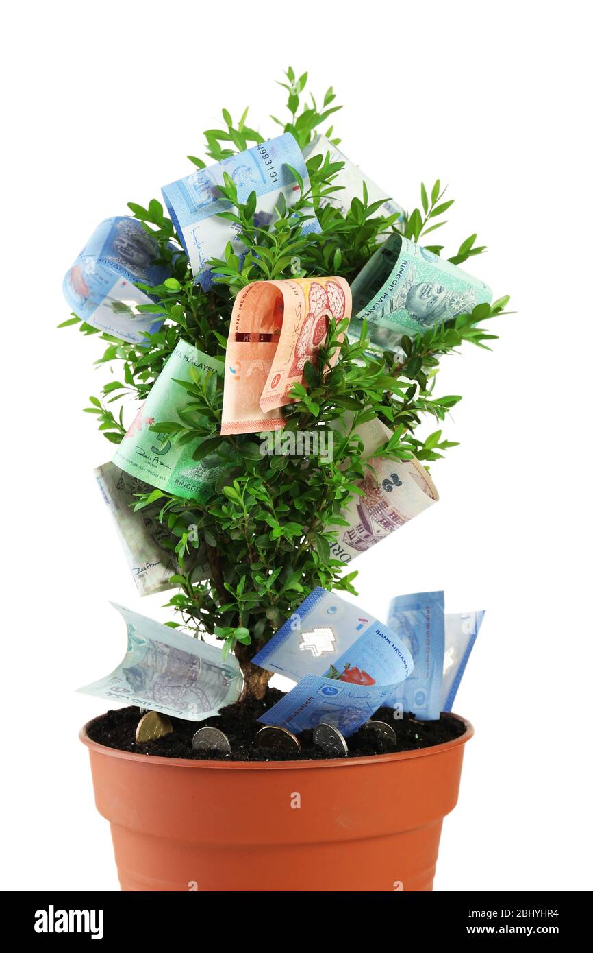 Money tree isolated on white Stock Photo - Alamy