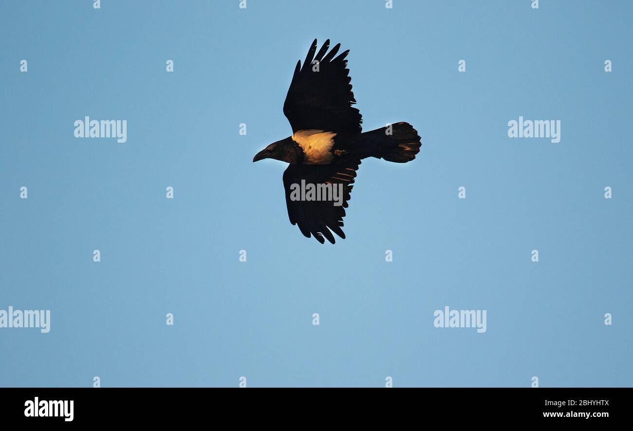 Pied Crow, Corvus albus, Timbavati Game Reserve, South Africa Stock ...