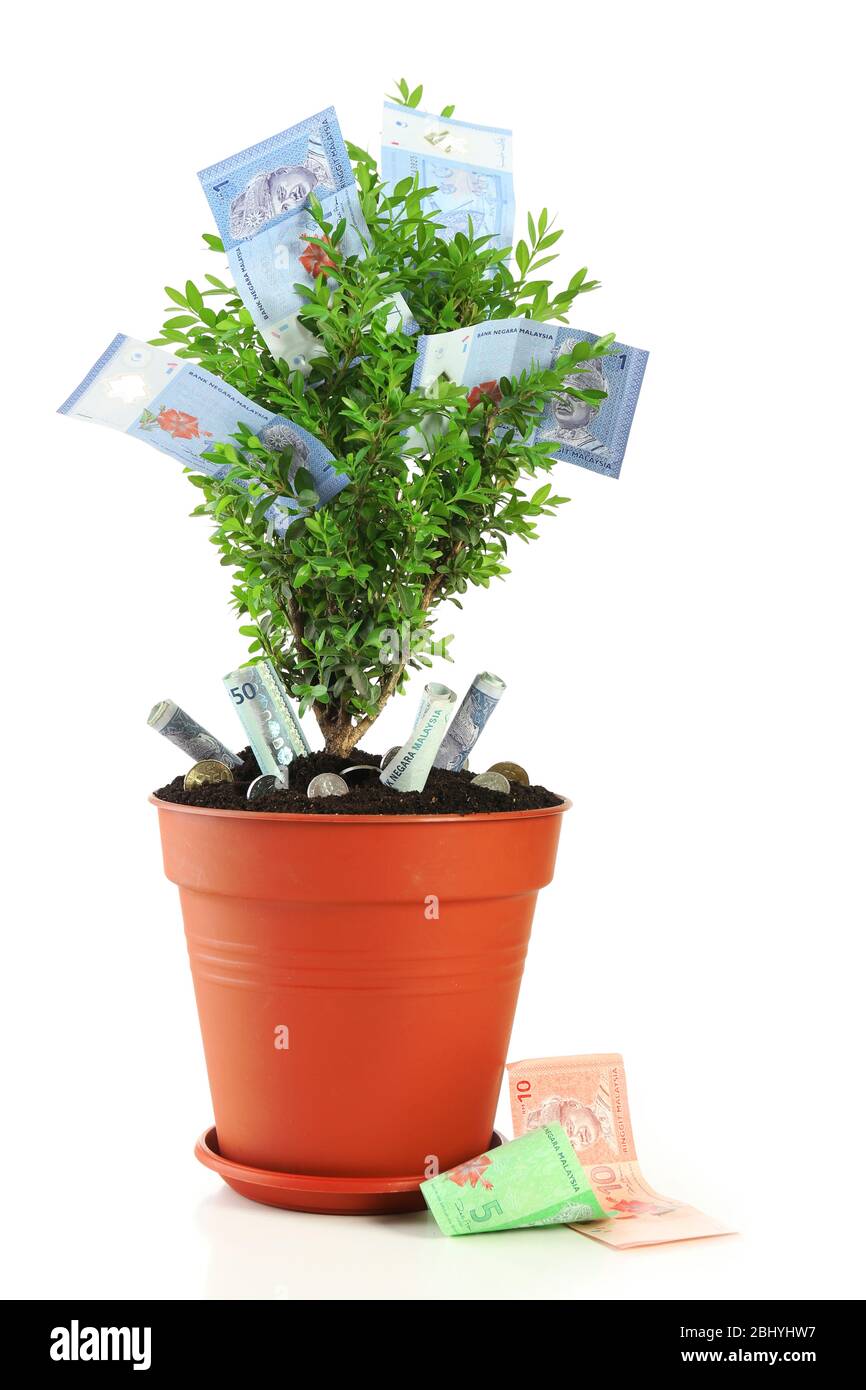 Money tree isolated on white Stock Photo - Alamy
