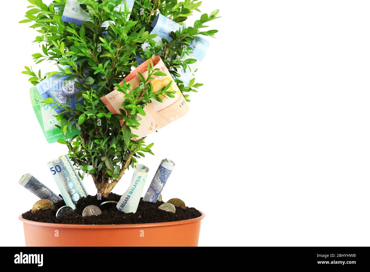 Money tree isolated on white Stock Photo - Alamy