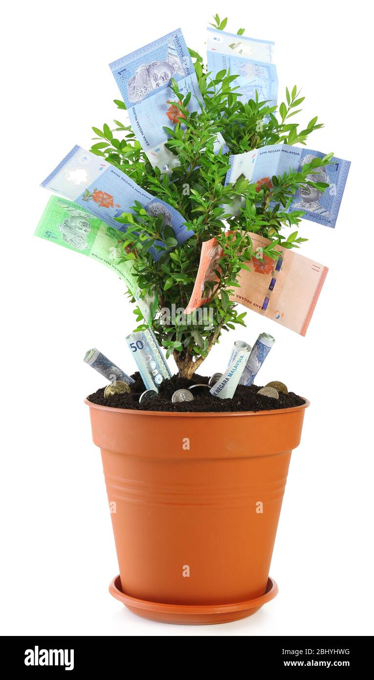 Money tree isolated on white Stock Photo - Alamy