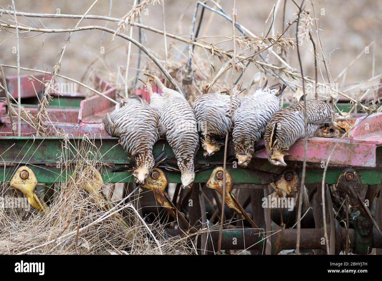 A successful day of Prairie Chicken hunting in Kansas Stock Photo - Alamy