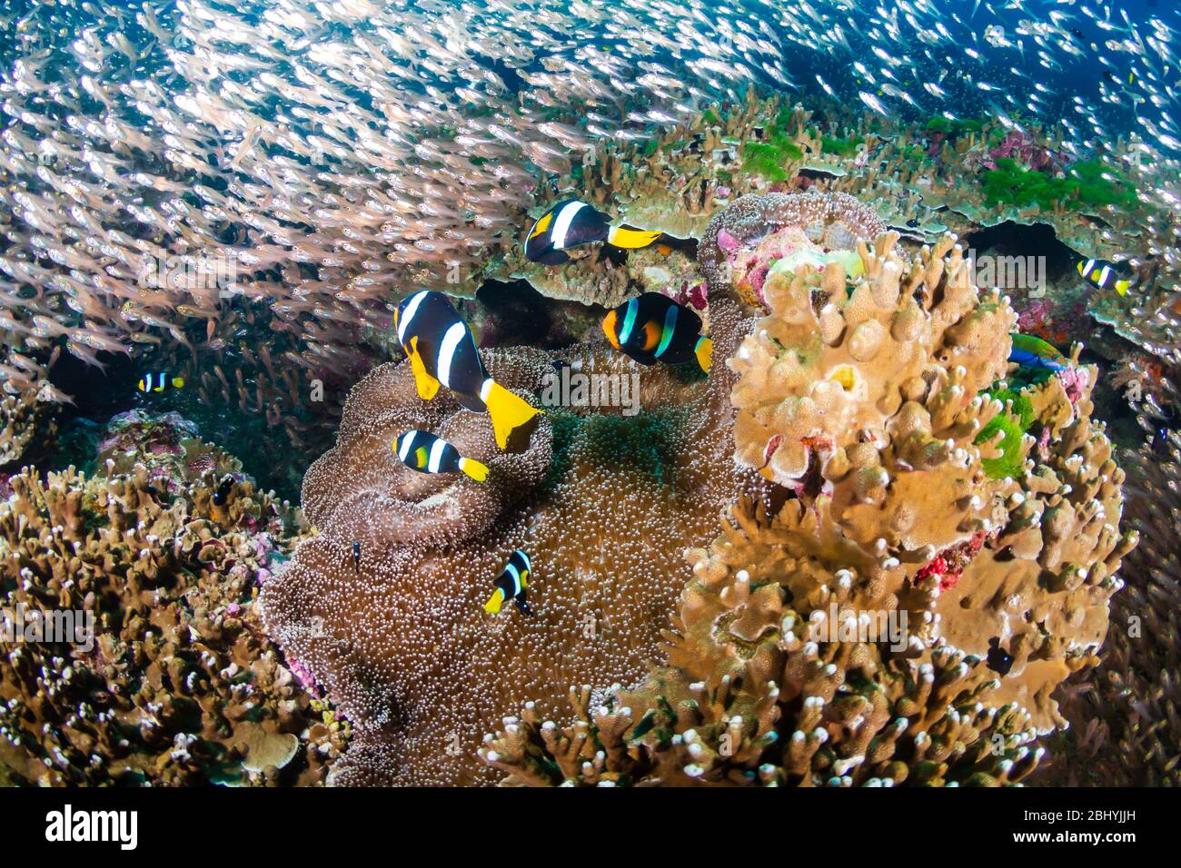 Underwater image of a family of cute banded Clownfish (Clarks ...