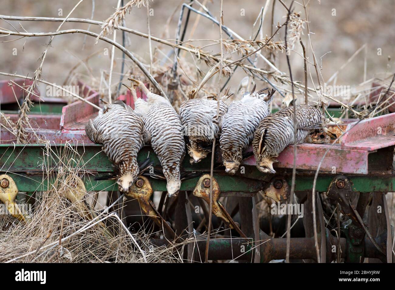 A successful day of Prairie Chicken hunting in Kansas Stock Photo - Alamy