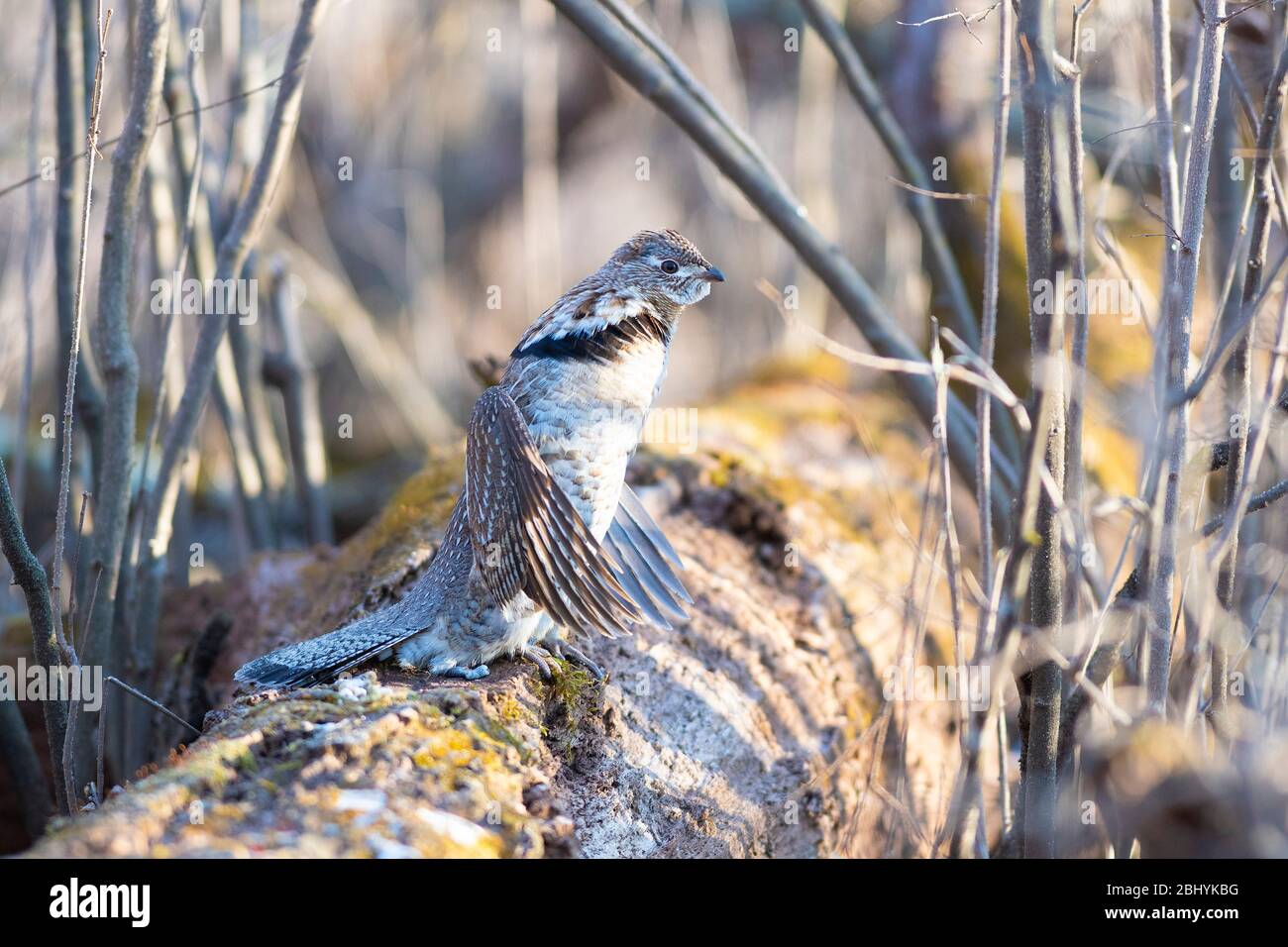 Male ruffed grouse drumming hi-res stock photography and images - Alamy