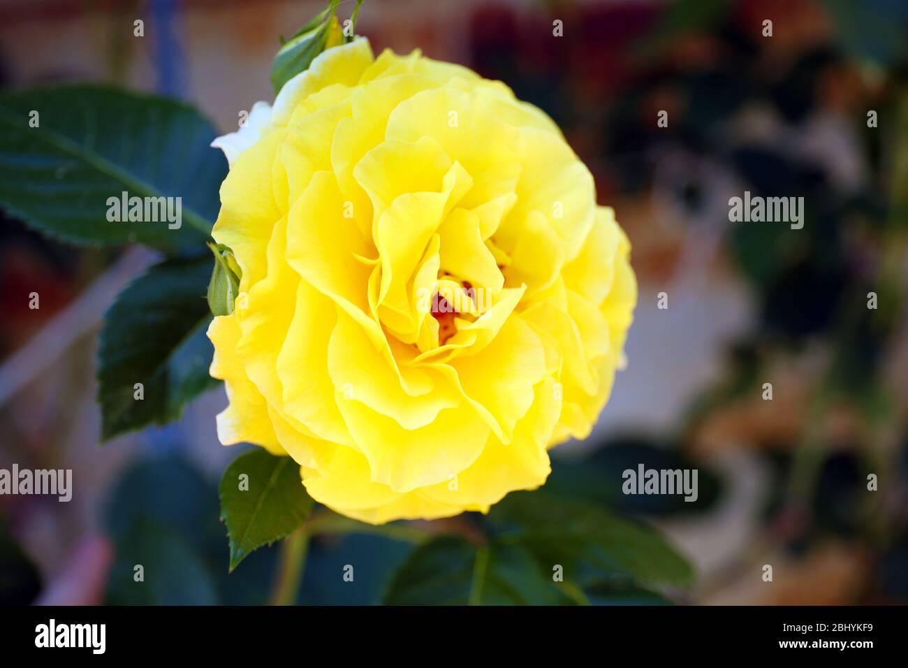 Beautiful yellow rose Stock Photo - Alamy