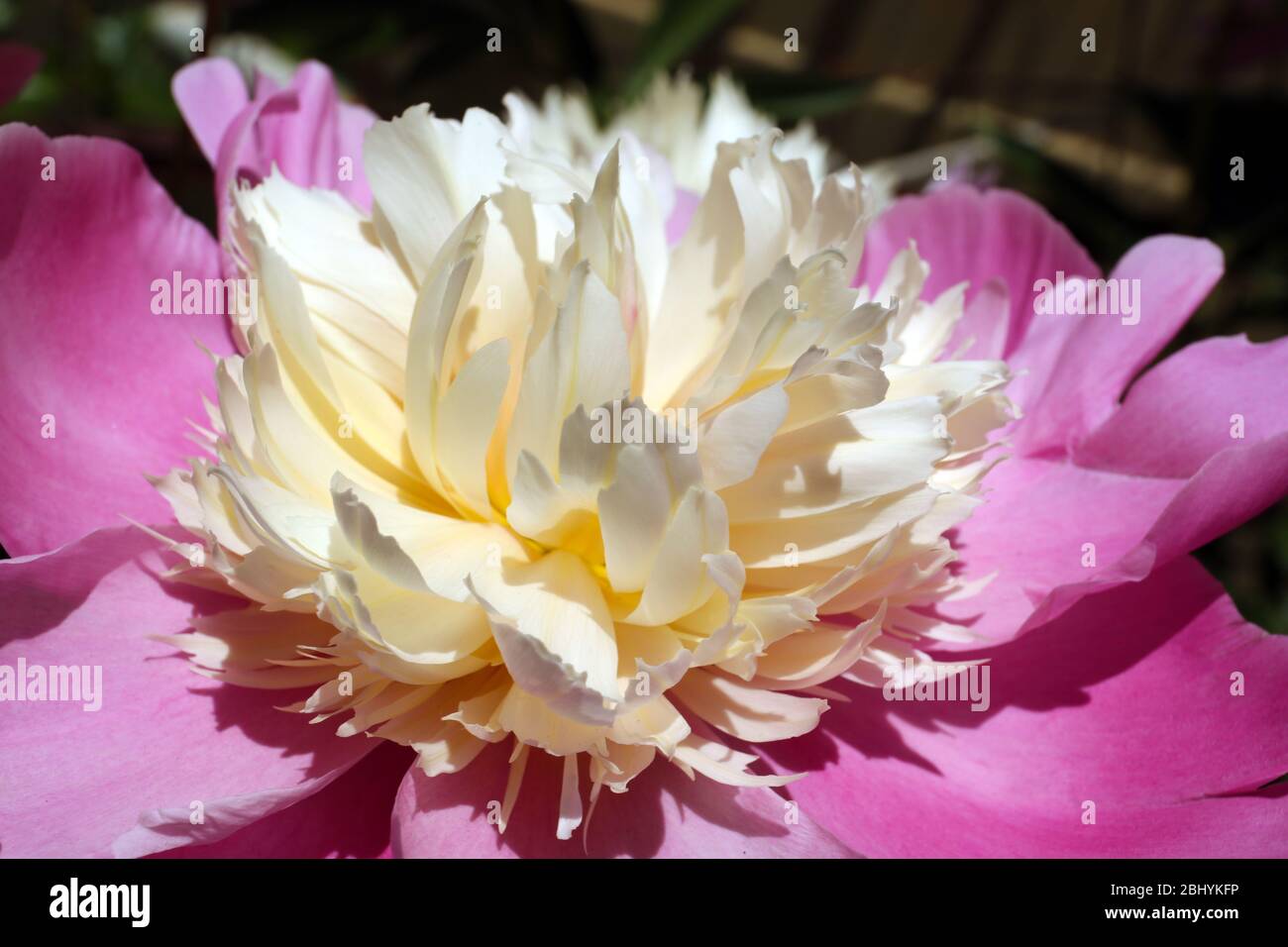 Beautiful peony flower, closeup Stock Photo - Alamy