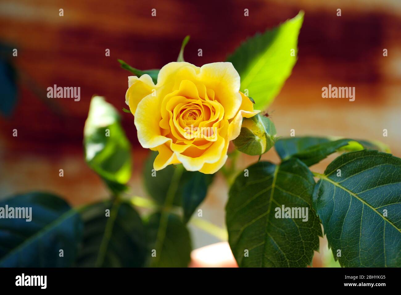 Beautiful yellow rose Stock Photo - Alamy