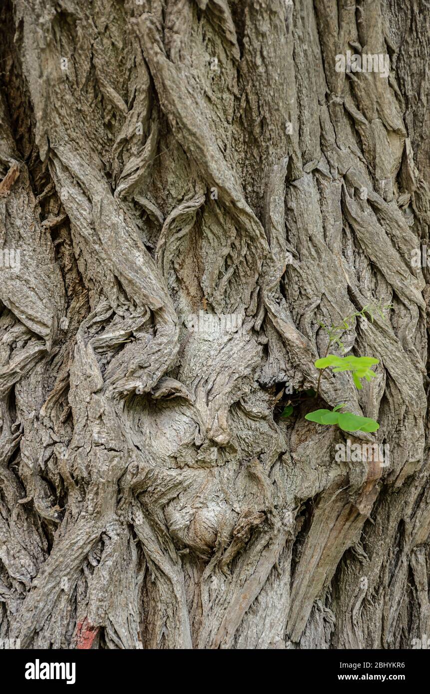 Spooky tree bark hi-res stock photography and images - Alamy