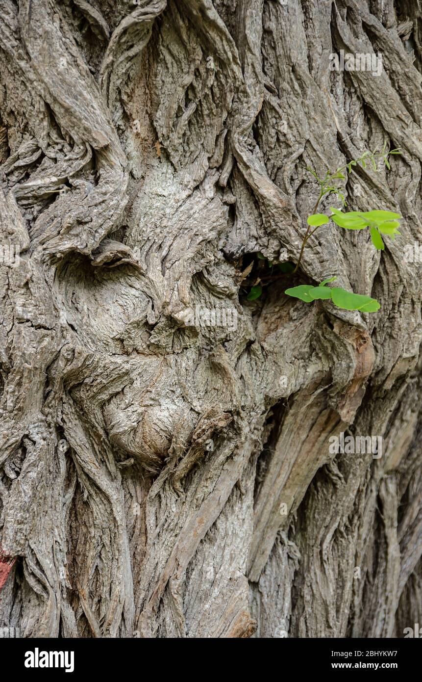 Cavities in a tree bark that look like a face Stock Photo - Alamy