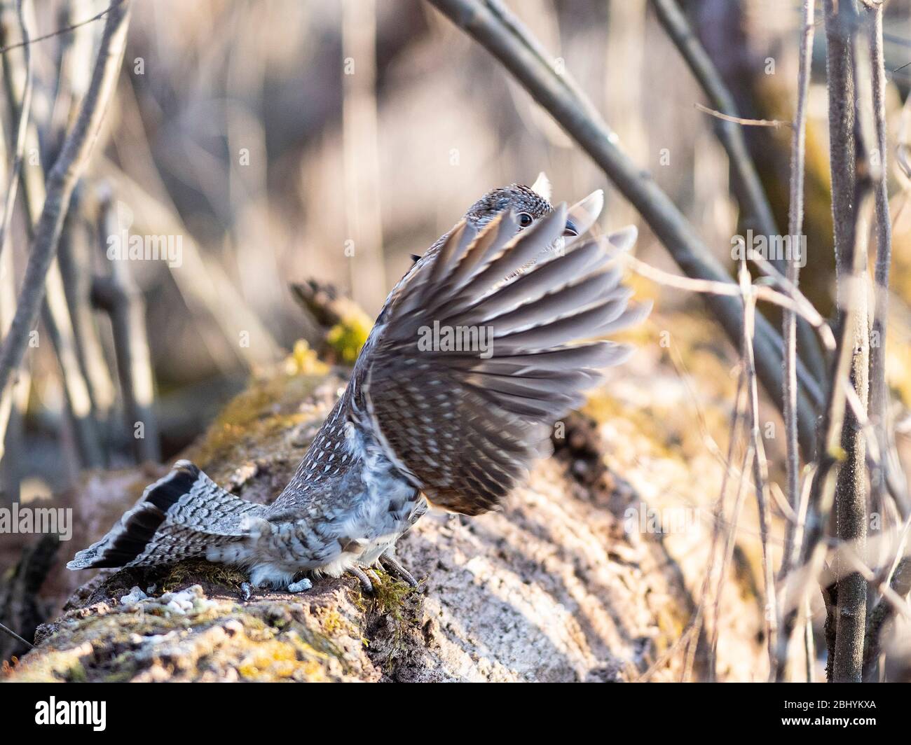 A Male Ruffed Grouse drumming in the spring on a log in Minnesota Stock ...