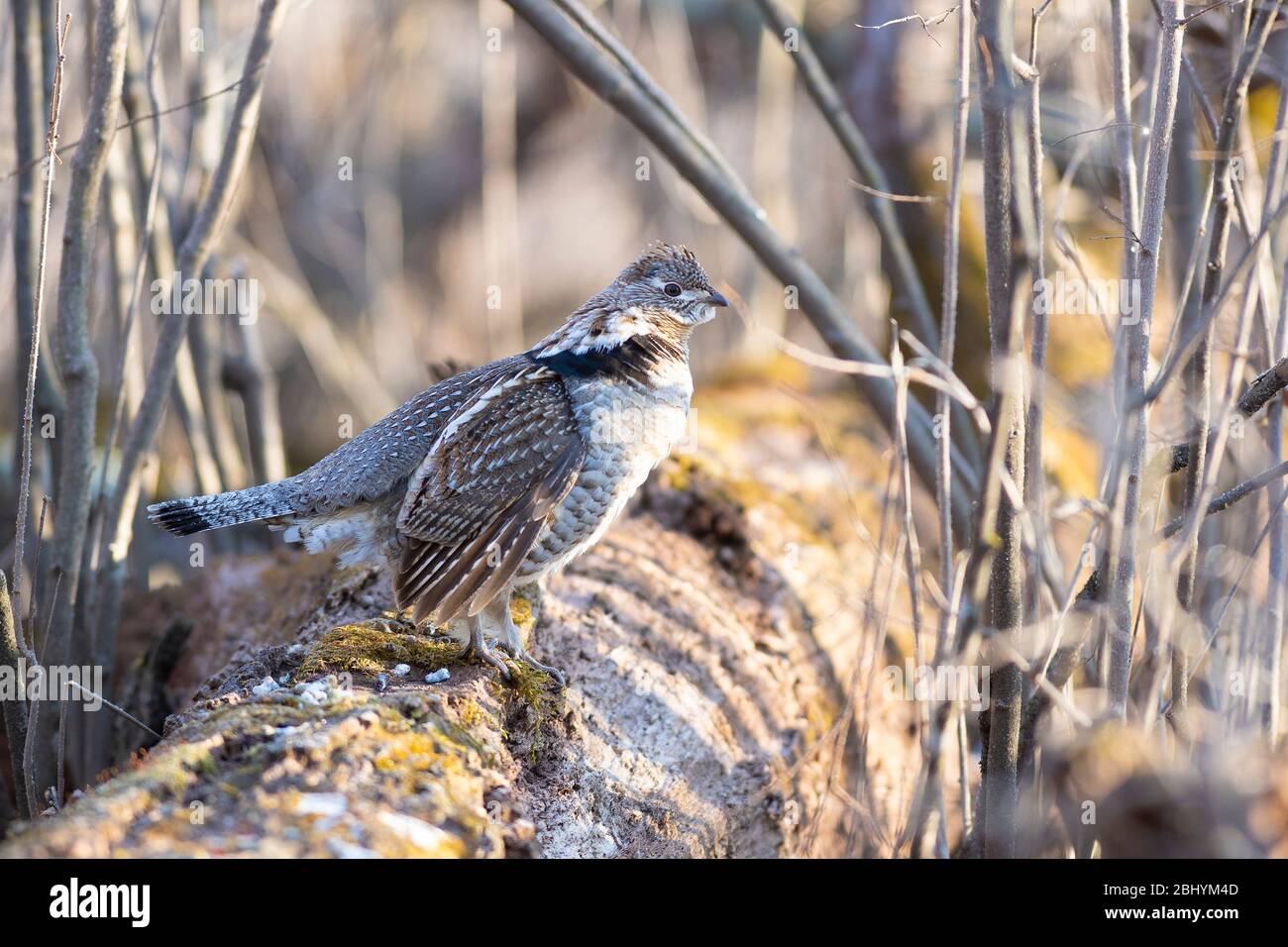 A Male Ruffed Grouse drumming in the spring on a log in Minnesota Stock ...