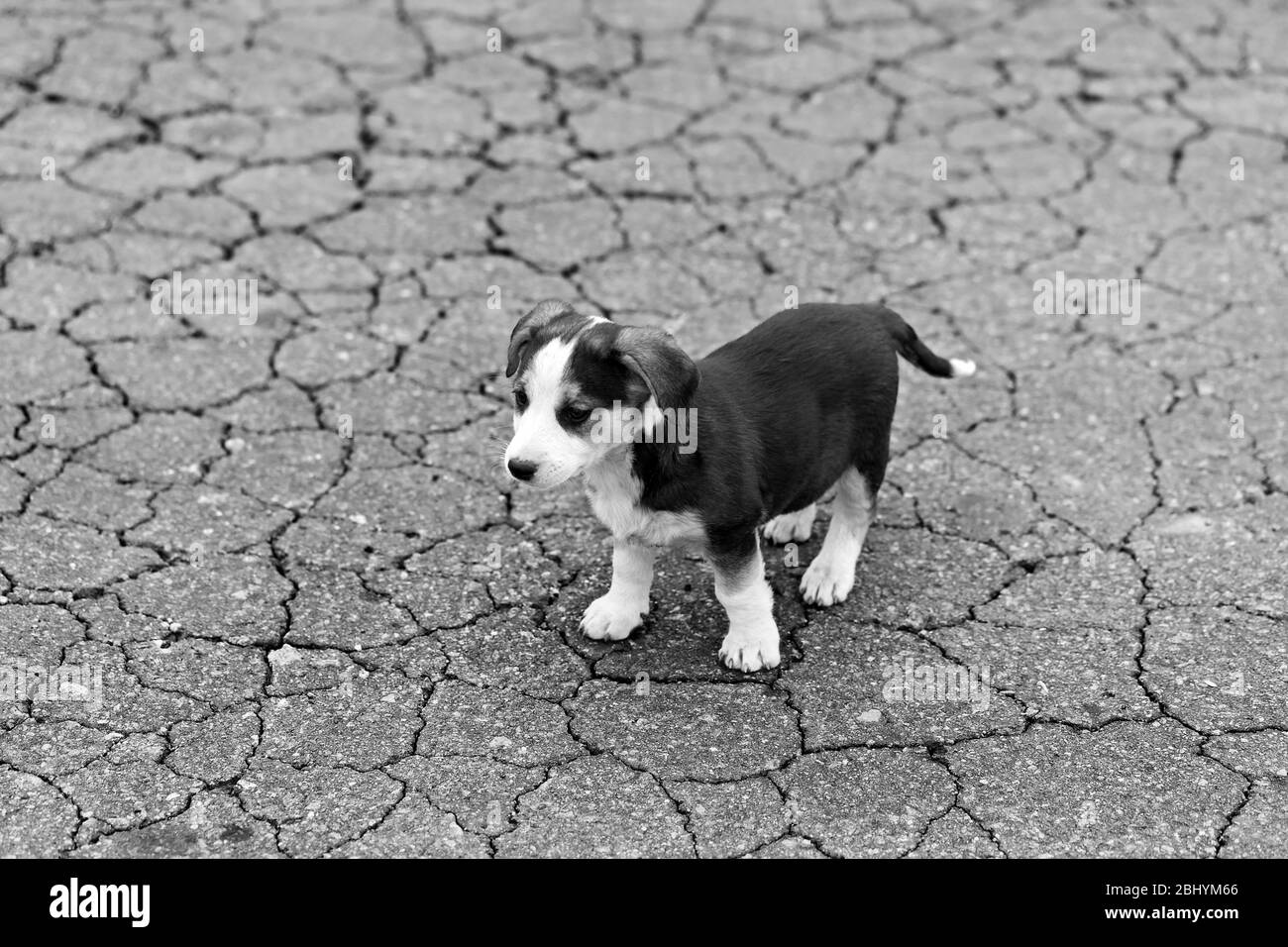 Sad Puppy Black And White Sad Dog Poster By L Toshio Kishiyama