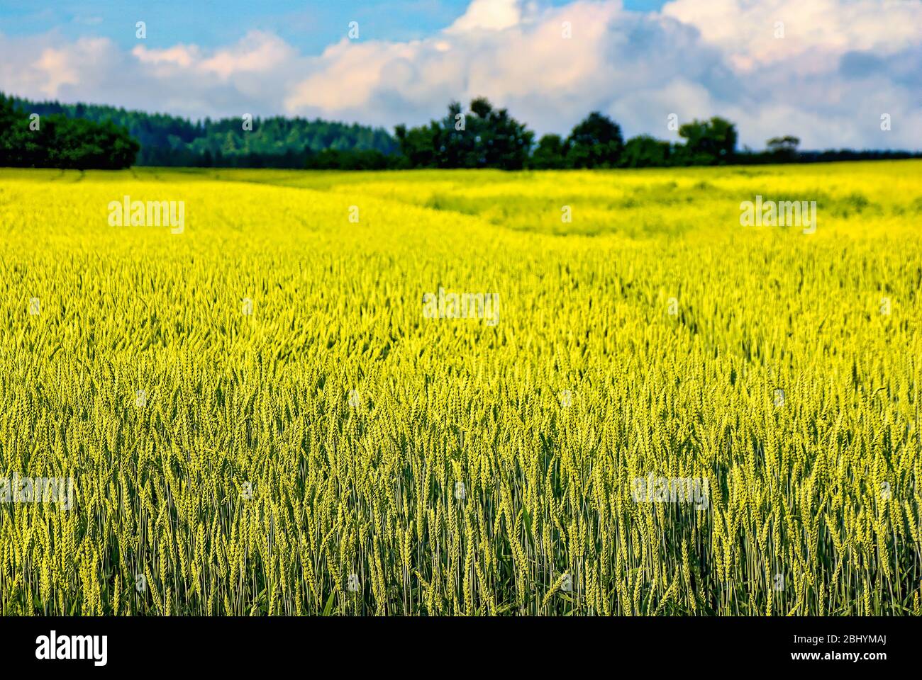 Rural area with maturing grainfield Stock Photo - Alamy