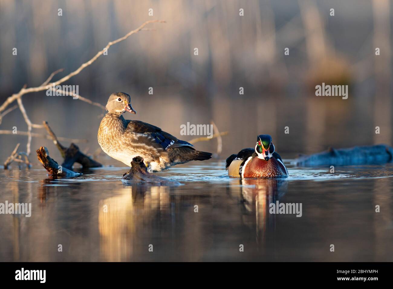 Wood Ducks in the spring in Minnesota Stock Photo - Alamy