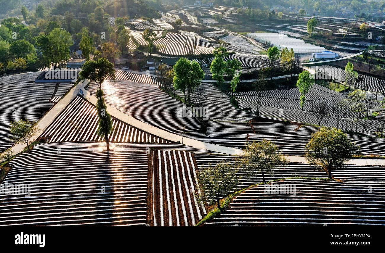 Fields covered in plastic mulch hi-res stock photography and images - Alamy