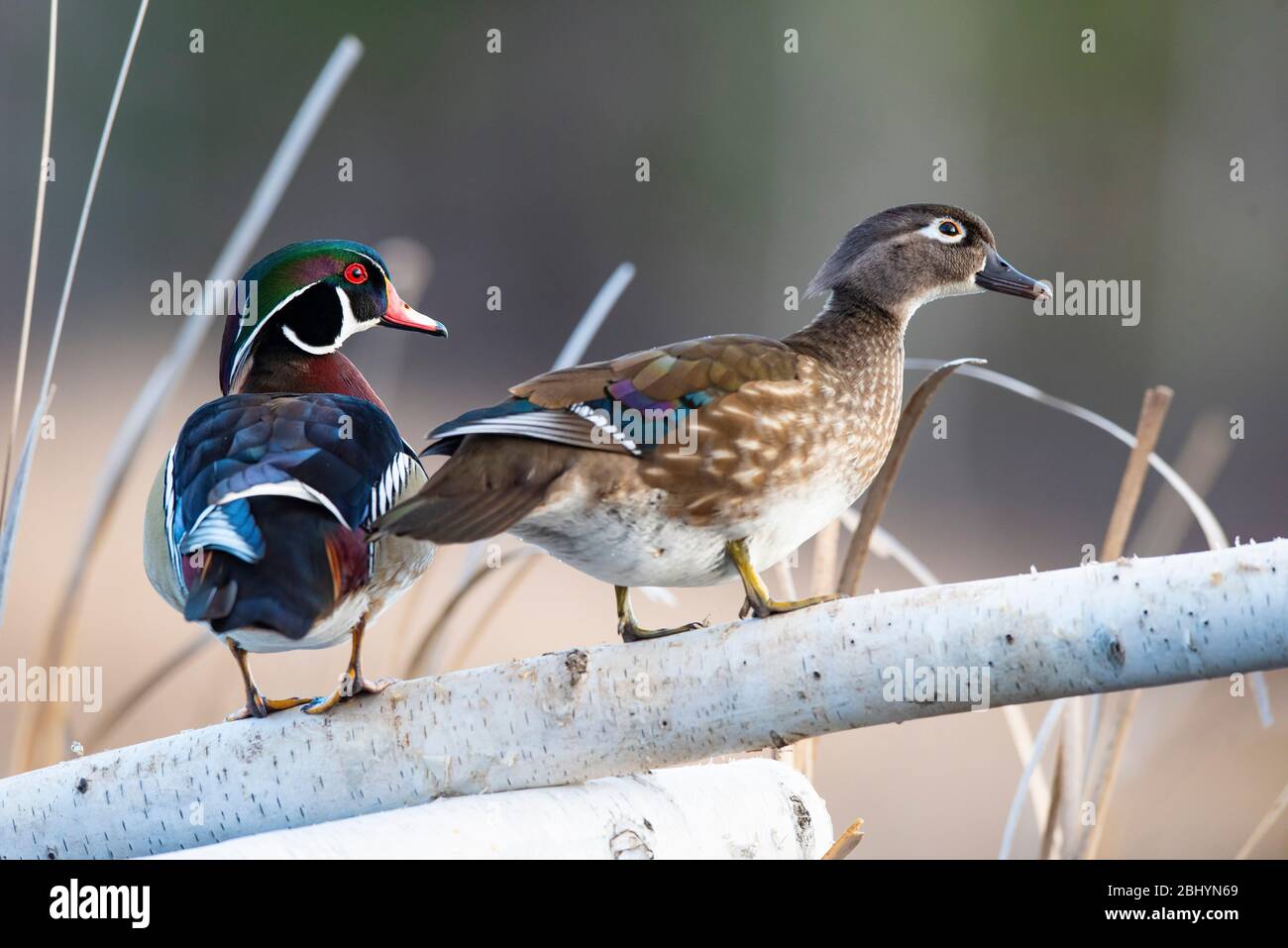 Minnesota spring hi-res stock photography and images - Alamy