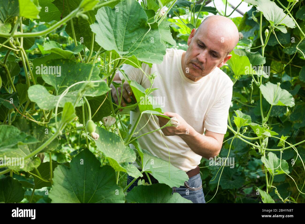 Portrait of mature man working in hothouse, inspecting courgette plants ...