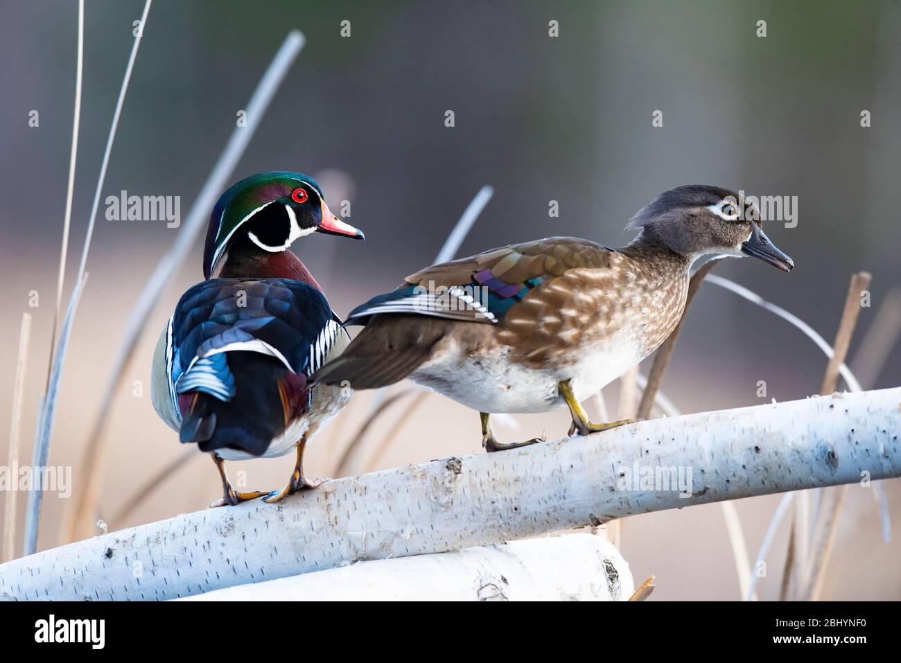 Minnesota spring hi-res stock photography and images - Alamy