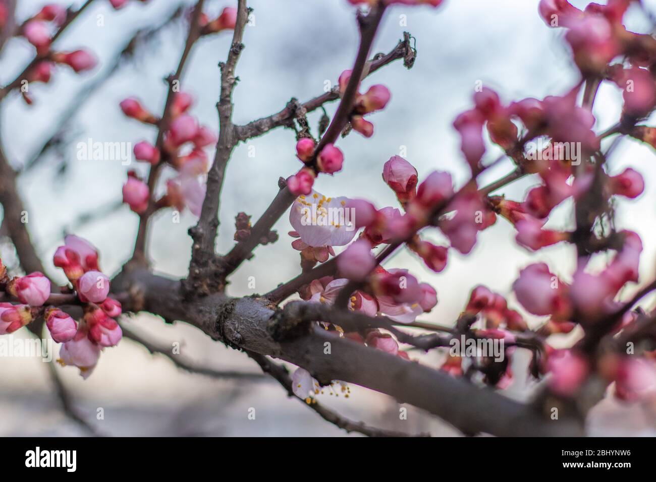 Spring pink Apricot flowers on a tree branch. Apricot tree blooming ...