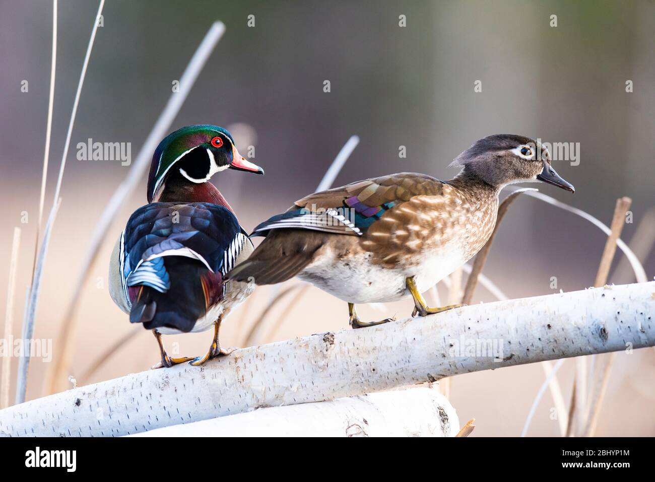 Minnesota spring hi-res stock photography and images - Alamy