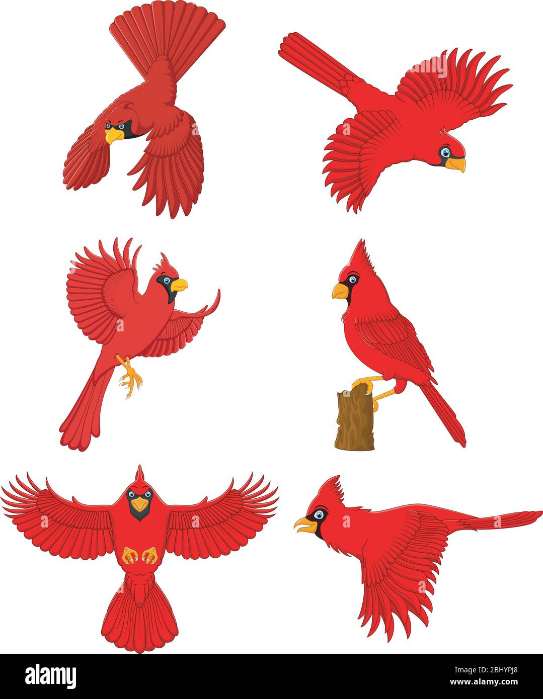 cardinal cartoon set Stock Vector Image & Art - Alamy
