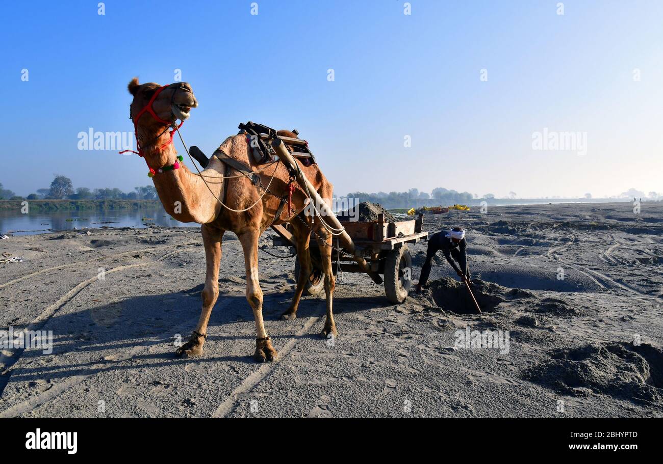 Illegal sand mining in Yamuna riverbed.Uncontrolled extraction of sand ...