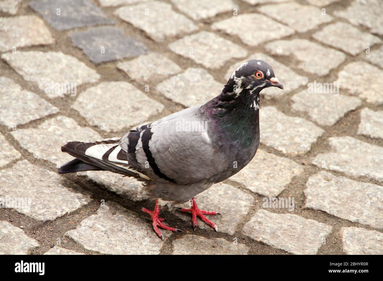 Dove walking on town square Stock Photo - Alamy
