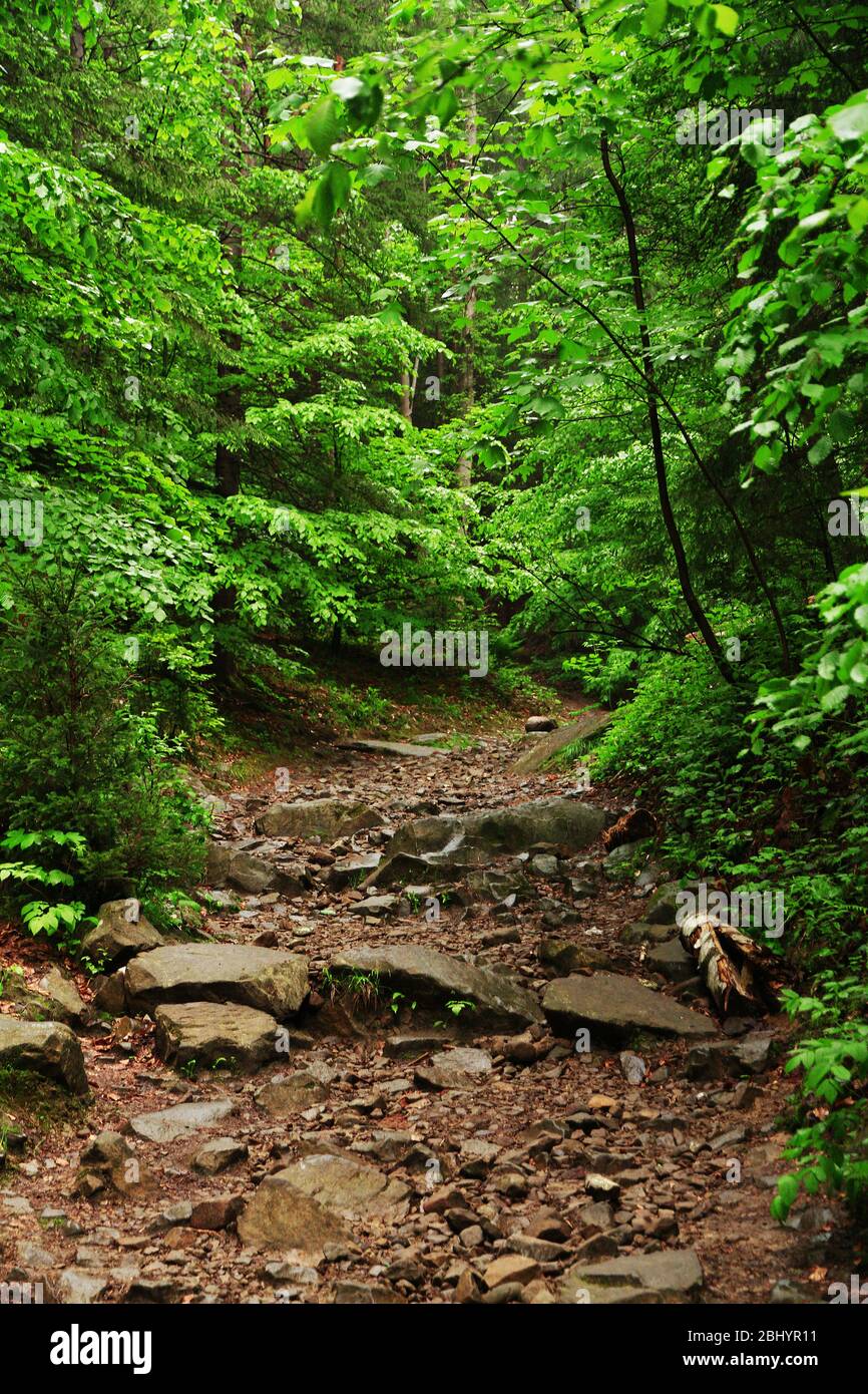 Trail through tall trees in a lush forest Stock Photo - Alamy