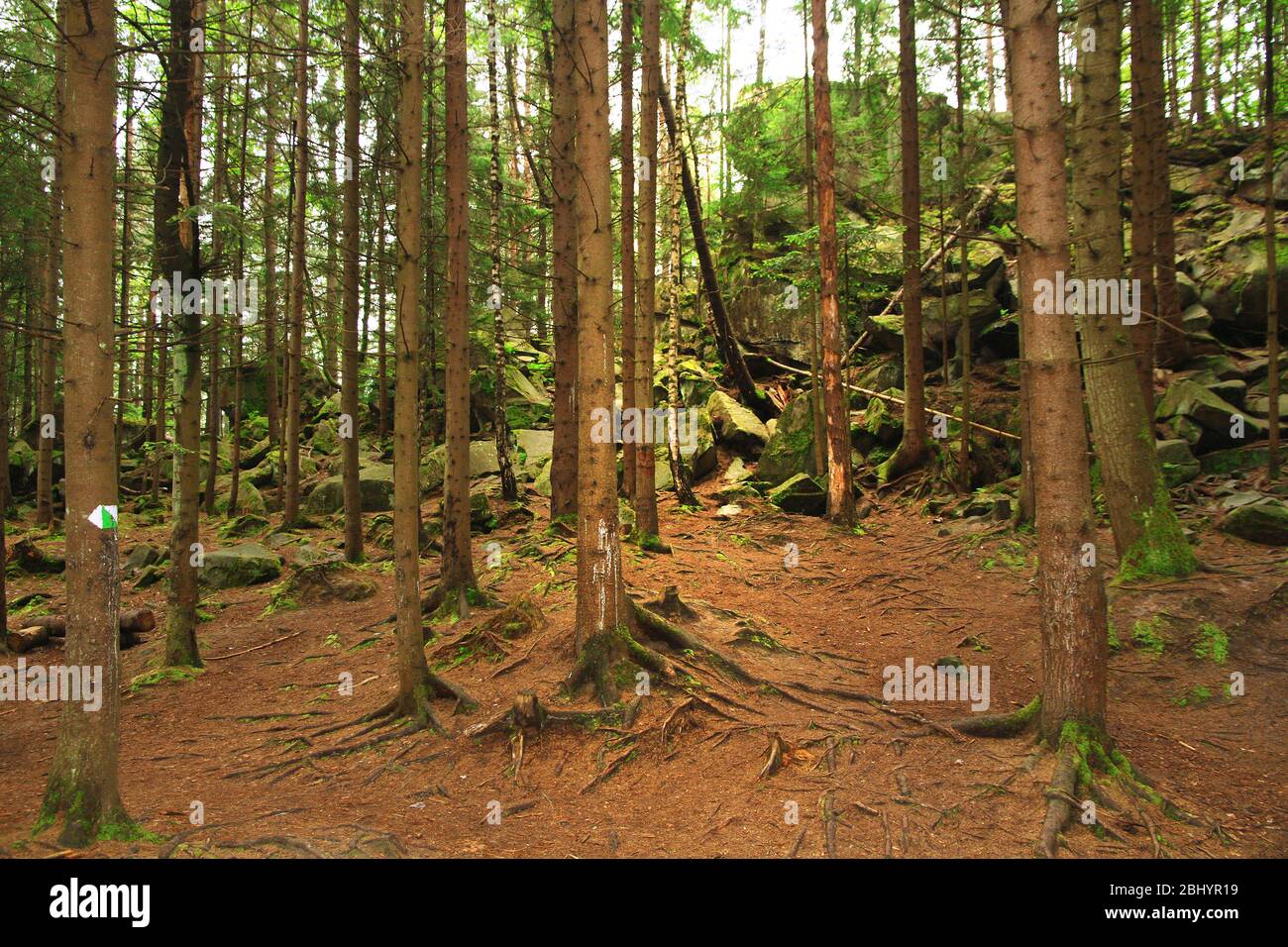 Rocks and trunks of trees in forest Stock Photo - Alamy