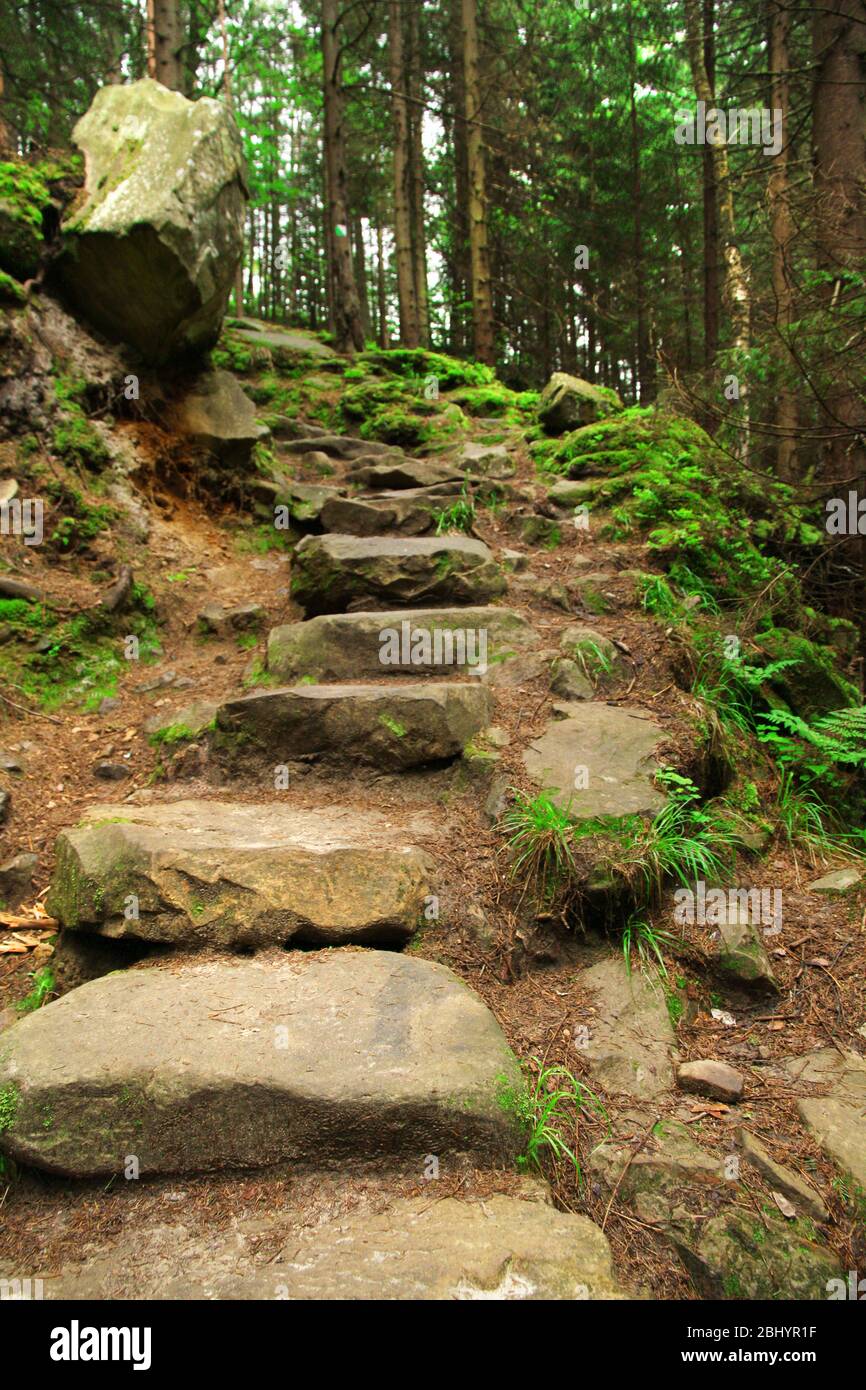 Staircase in the forest hi-res stock photography and images - Alamy