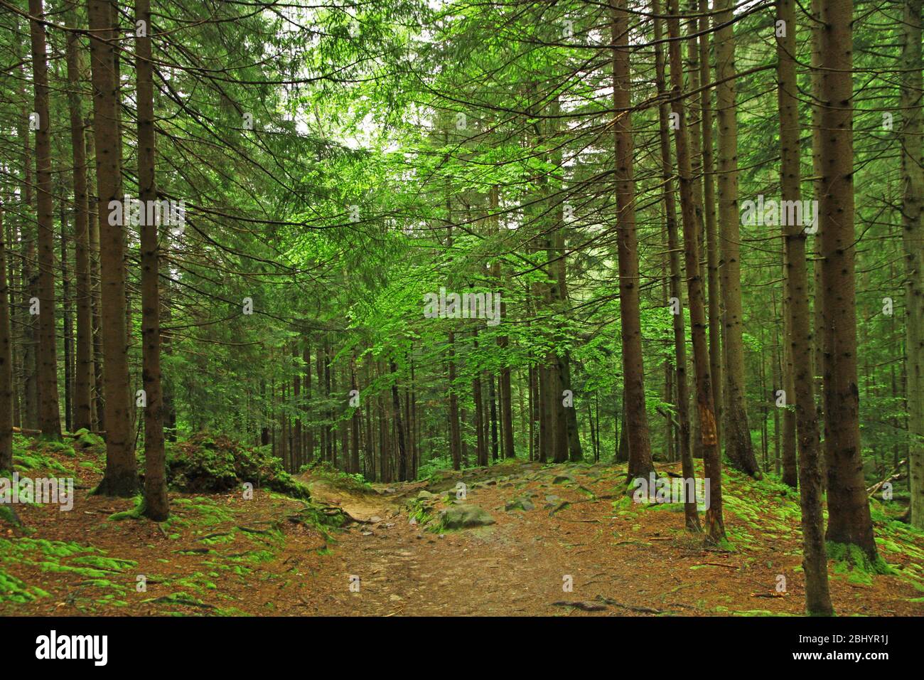 Trail through tall trees in a lush forest Stock Photo - Alamy