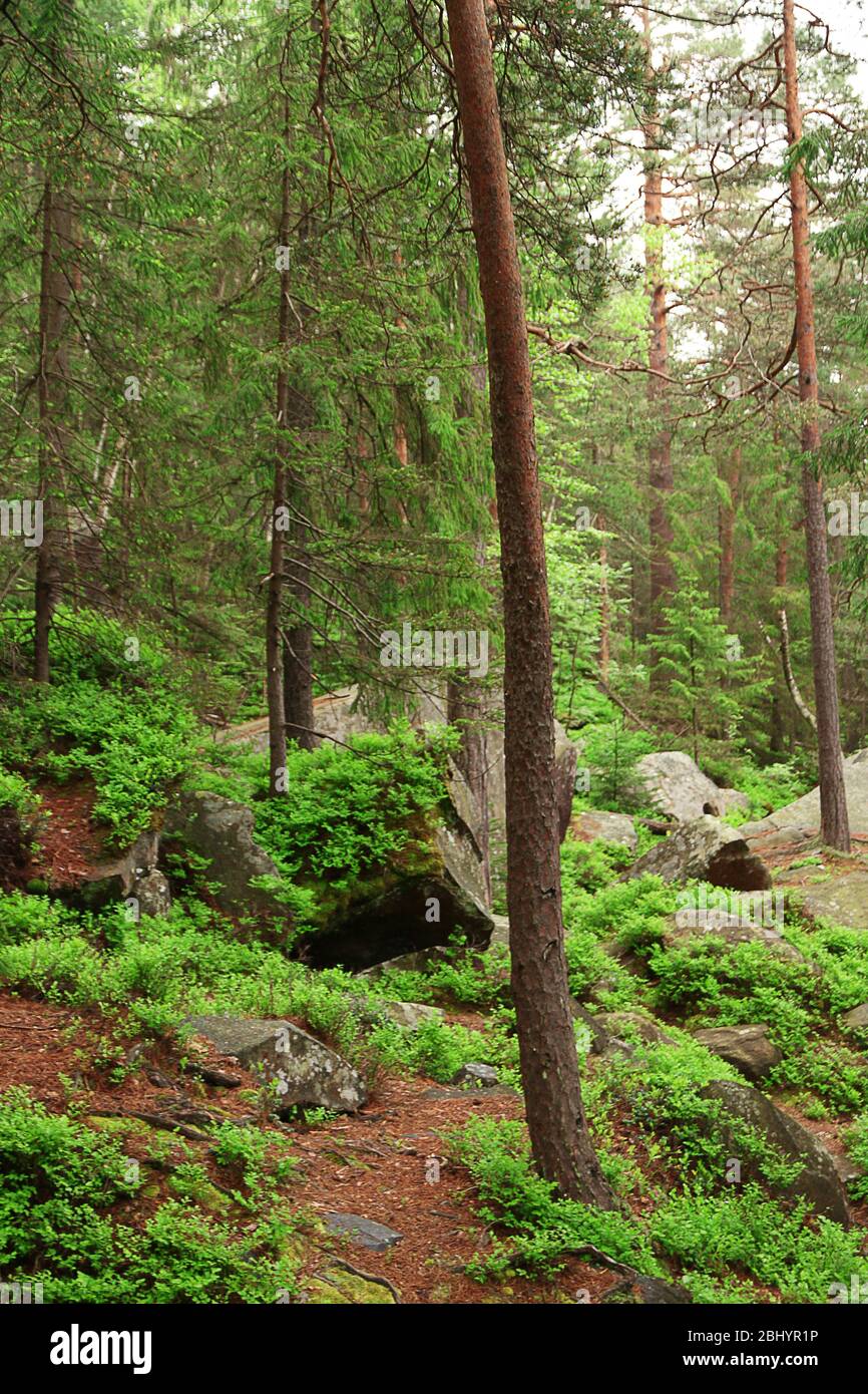 Rocks and trunks of trees in forest Stock Photo - Alamy