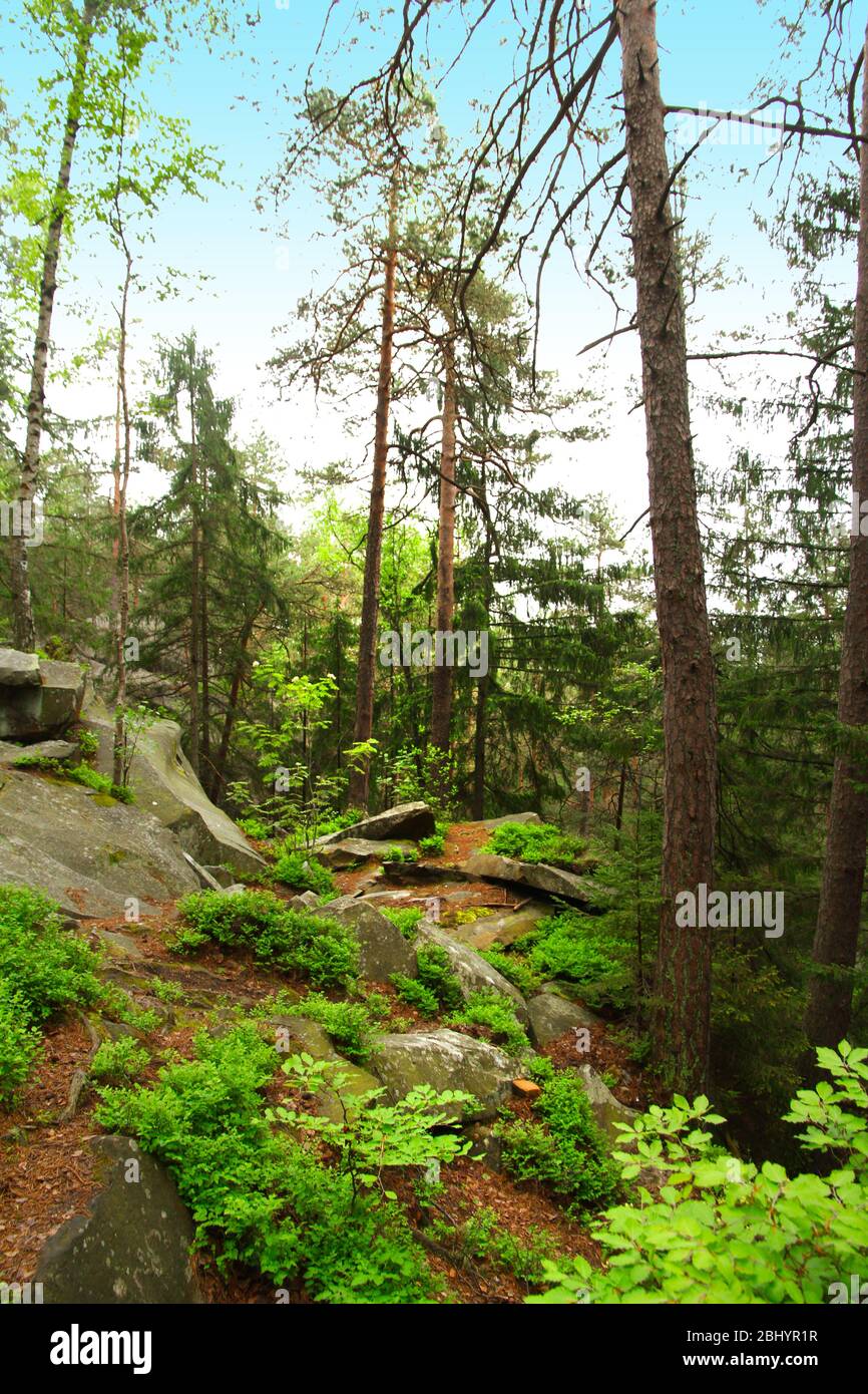 Rocks and trunks of trees in park Stock Photo - Alamy