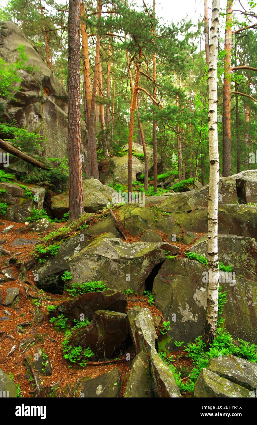 Rocks and trunks of trees in park Stock Photo - Alamy