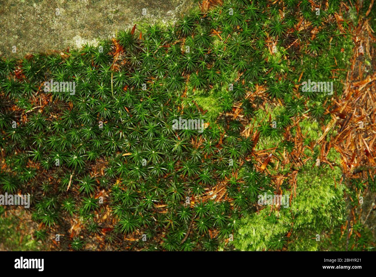 Green moss on rock in forest Stock Photo - Alamy