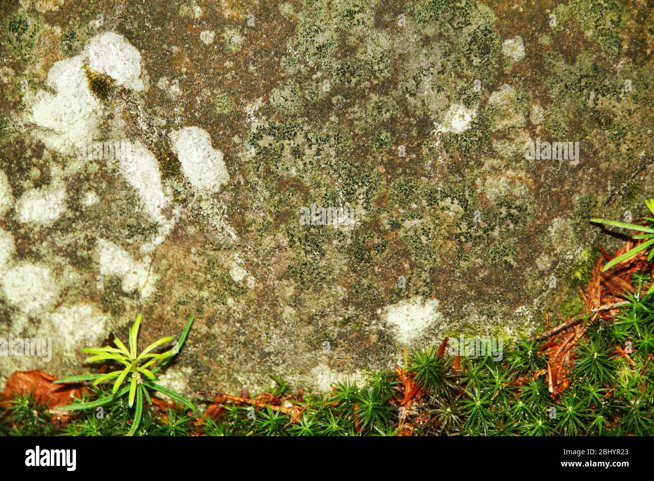 Green moss on rock in forest Stock Photo - Alamy