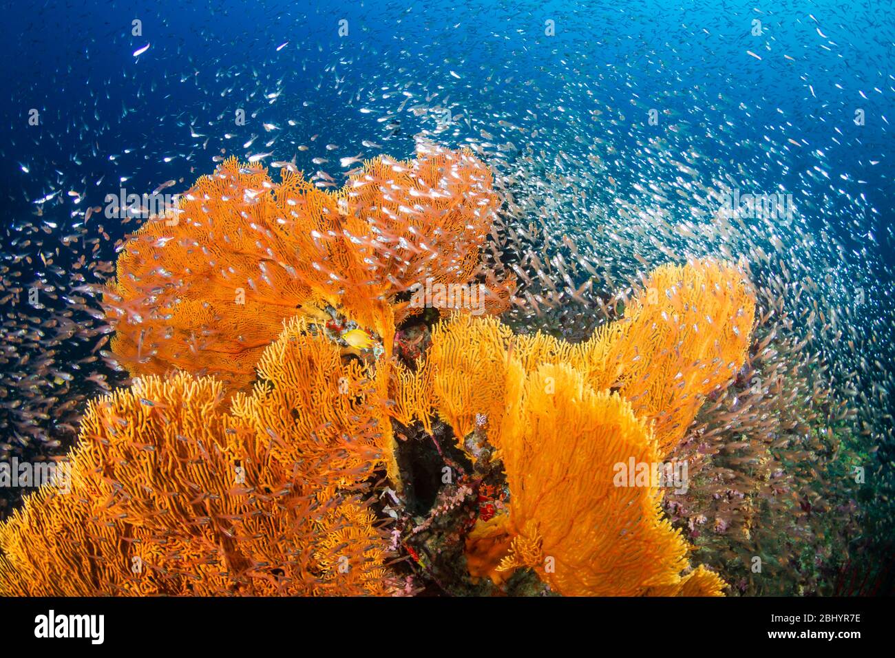 Glassfish swarming around delicate Sea Fans on a tropical coral reef at ...
