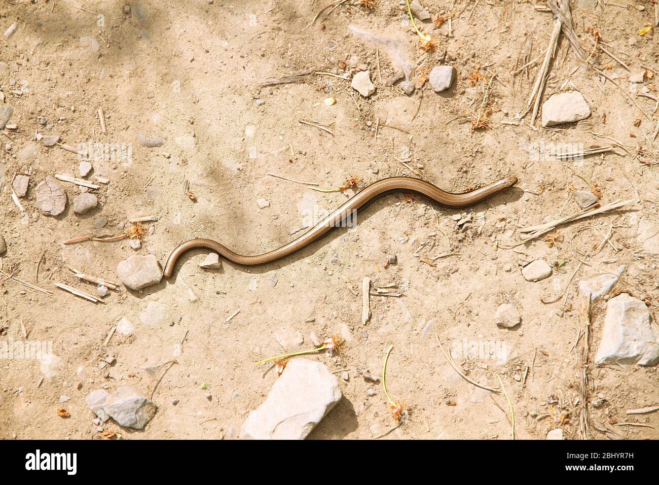 Crawling over sand hi-res stock photography and images - Alamy