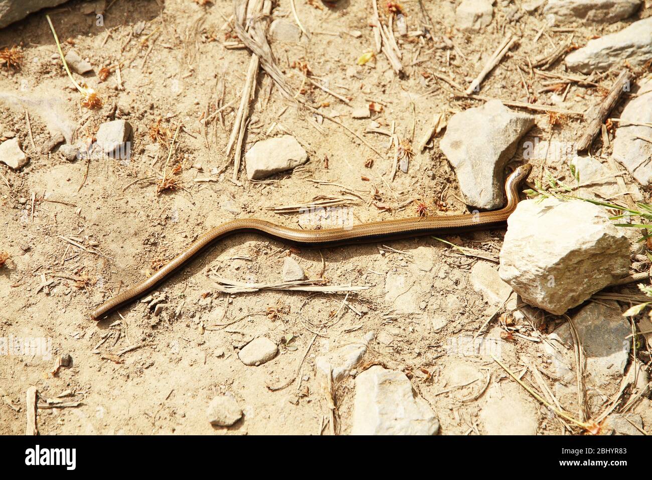 Snake ground sand outdoor hi-res stock photography and images - Alamy