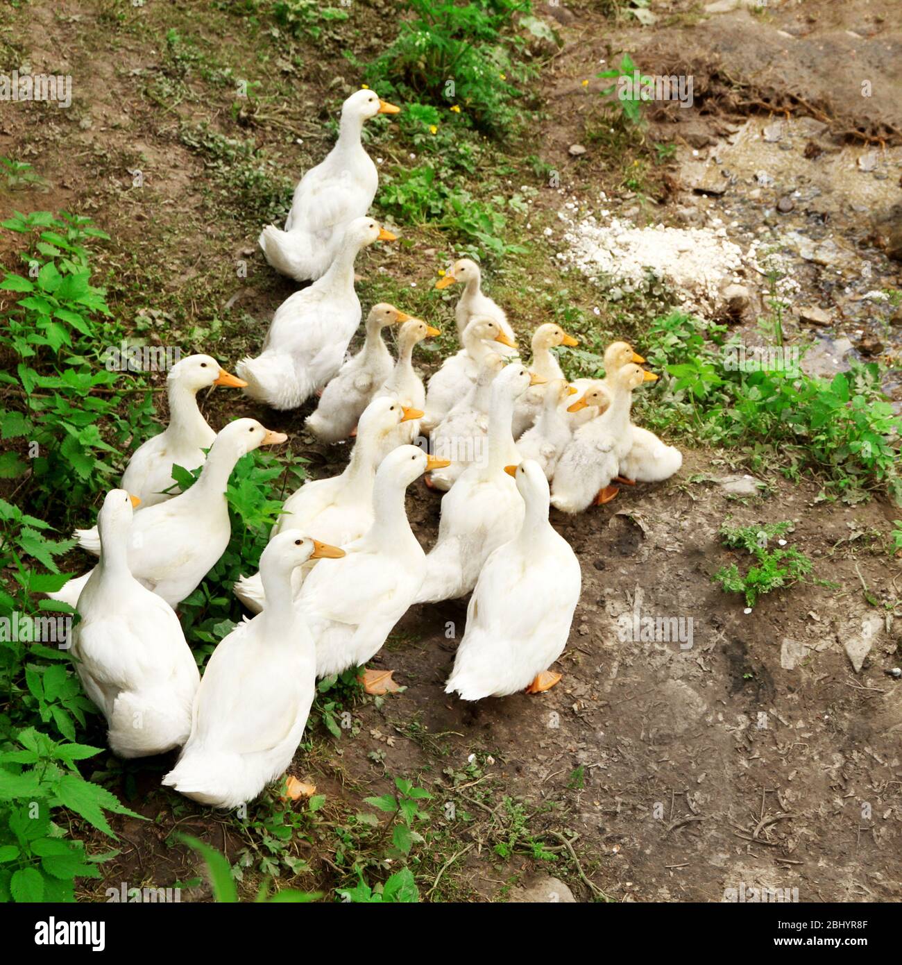 Geese grazing pasture on hi-res stock photography and images - Alamy