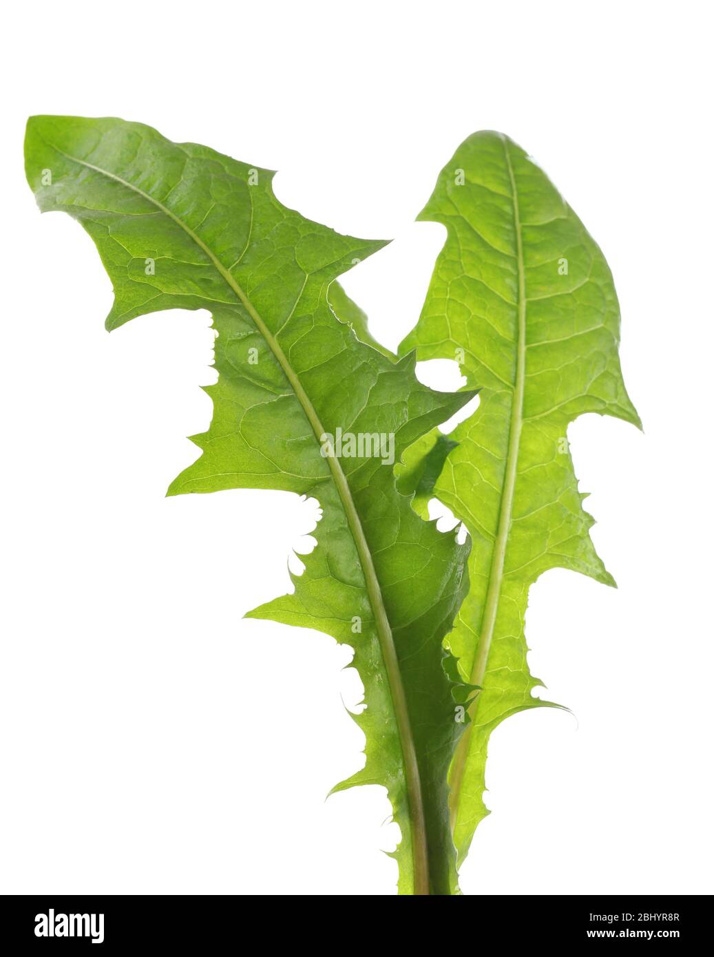 Dandelion leaf isolated on Cut Out Stock Images & Pictures - Alamy