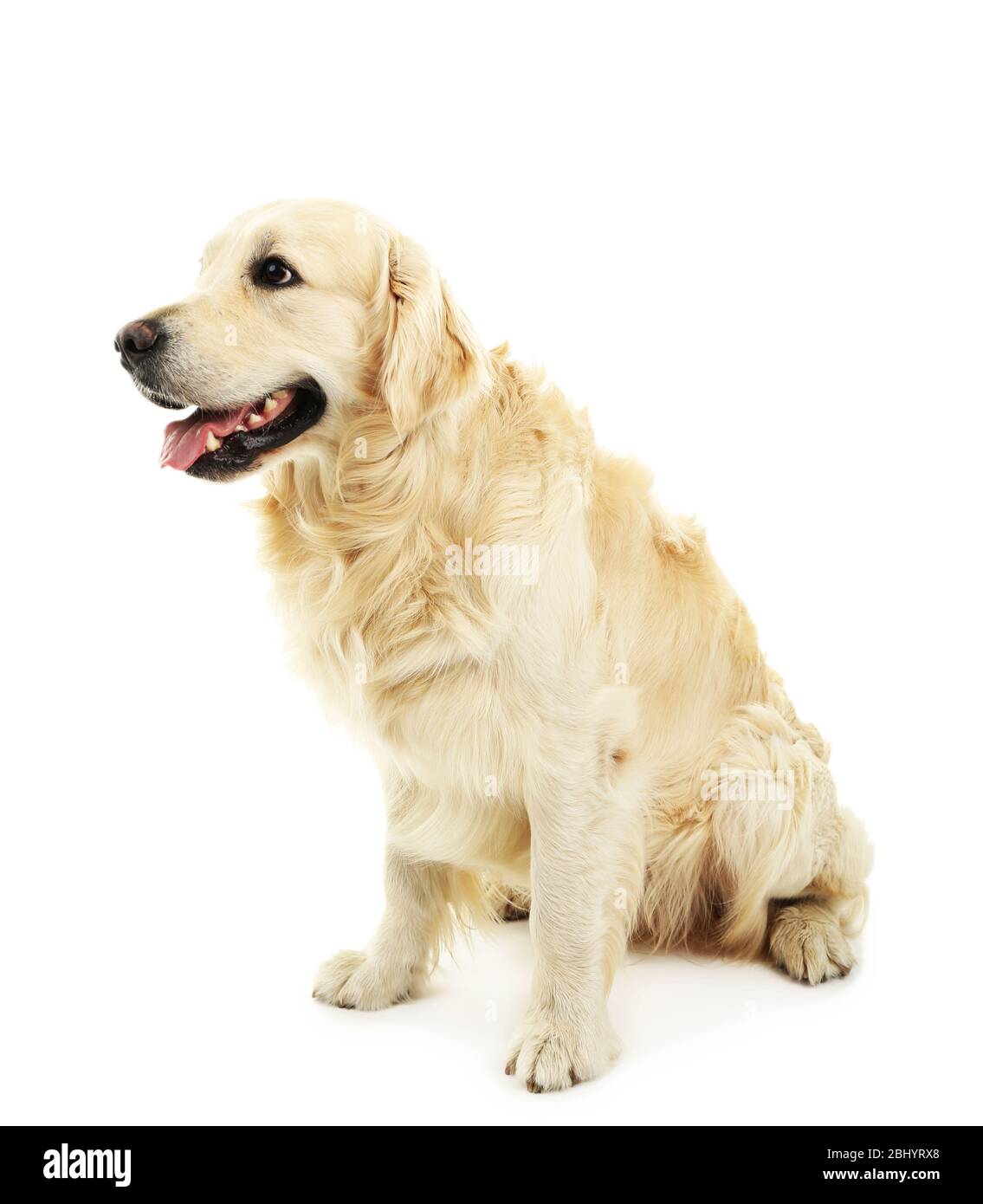 Adult golden retriever labrador Cut Out Stock Images & Pictures - Alamy